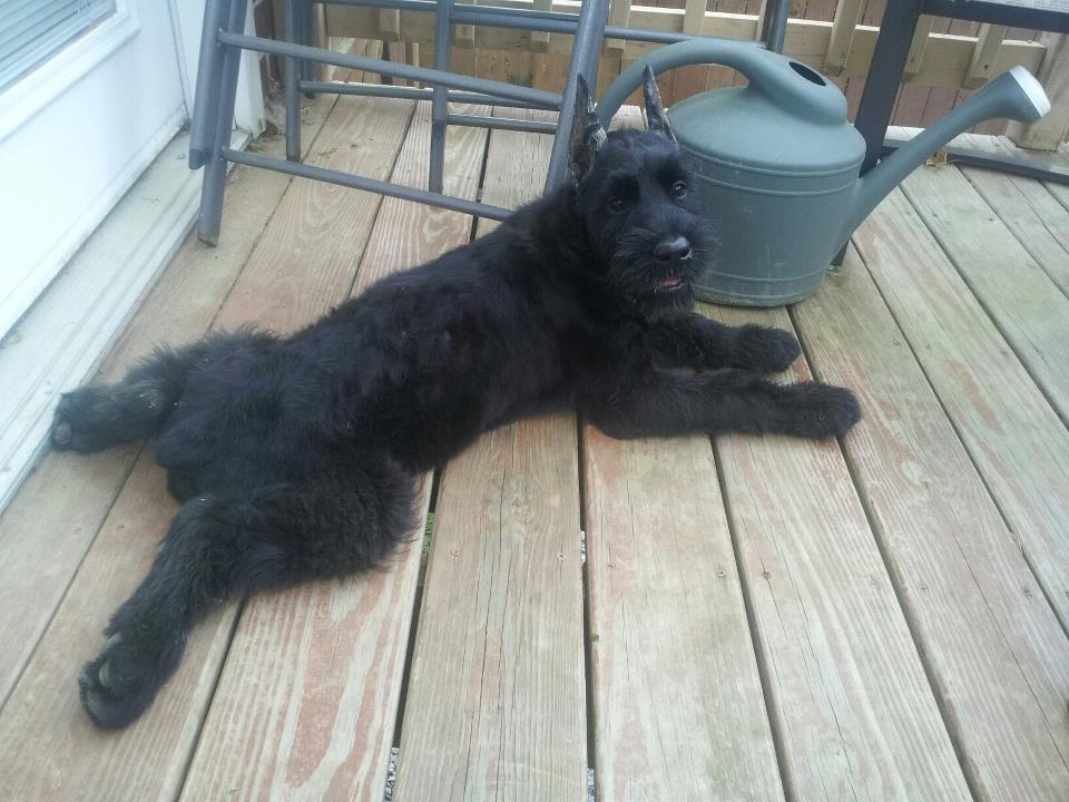 Giant Schnauzer breeder, giant schnauzer puppies