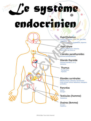 ANATOMIE DU SYSTEME ENDOCRINIEN | VieTaBio