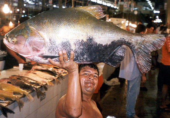 Giant fish help grow the Amazon rainforest