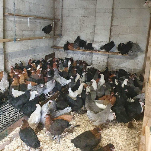 Order Specials £15 Each | Mr Welshegg | Caerphilly CF83