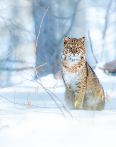 Portrait of a Wildcat | zacharyzahnphoto