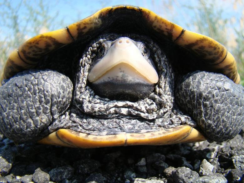 ¿Qué es el "turtling" y cómo evitarlo?