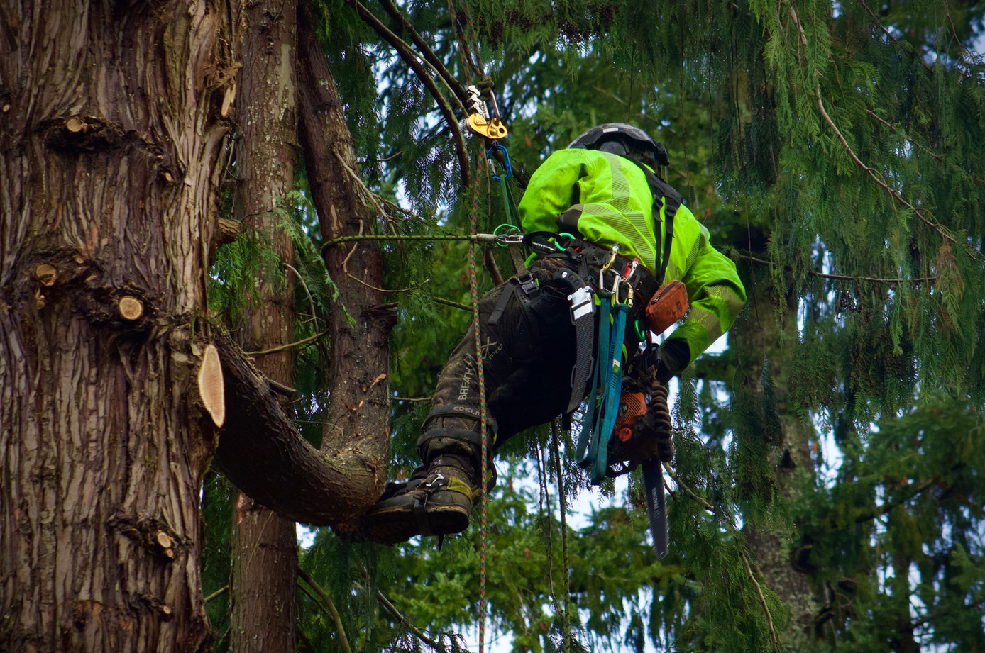 K&J Tree Works, Tree Service, Snohomish County, Washington State
