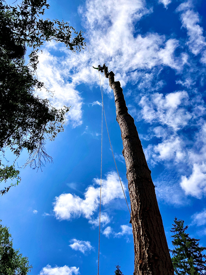 K&J Tree Works, Tree Service, Snohomish County, Washington State