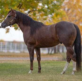 STALLION LINE UP | Cowboy State Equine