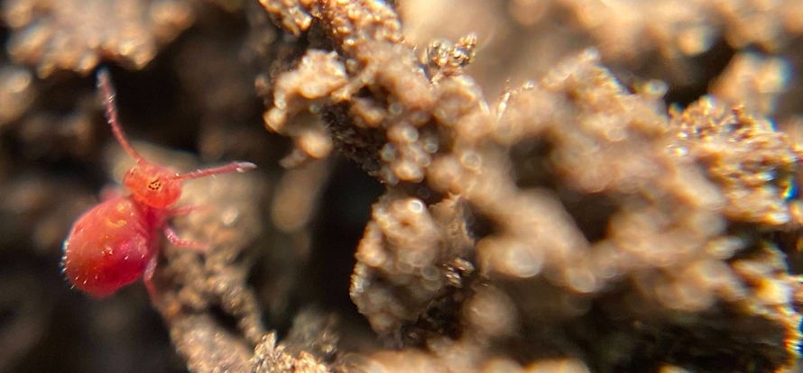 Home | springtails.us | All Things Cleanup Crew