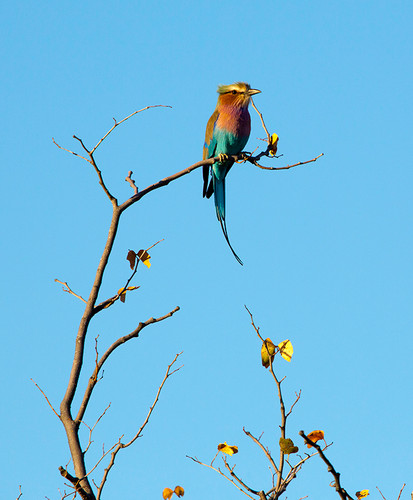 Rainbow Bird | lisaross