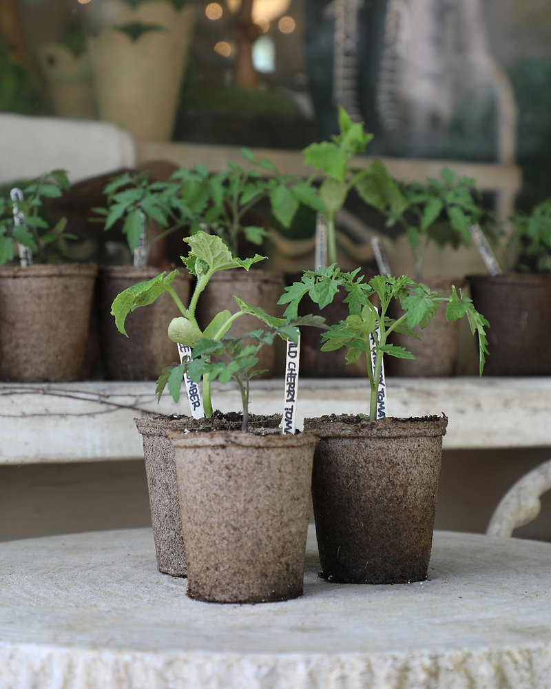 HOW TO PLANT YOUR PATINA MEADOW TRANSPLANTS