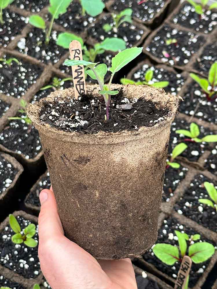 SEED STARTING WITH LEILA