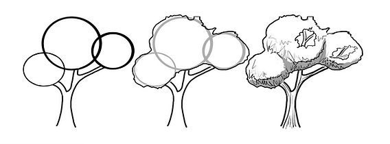 How To Draw A Deciduous Tree
