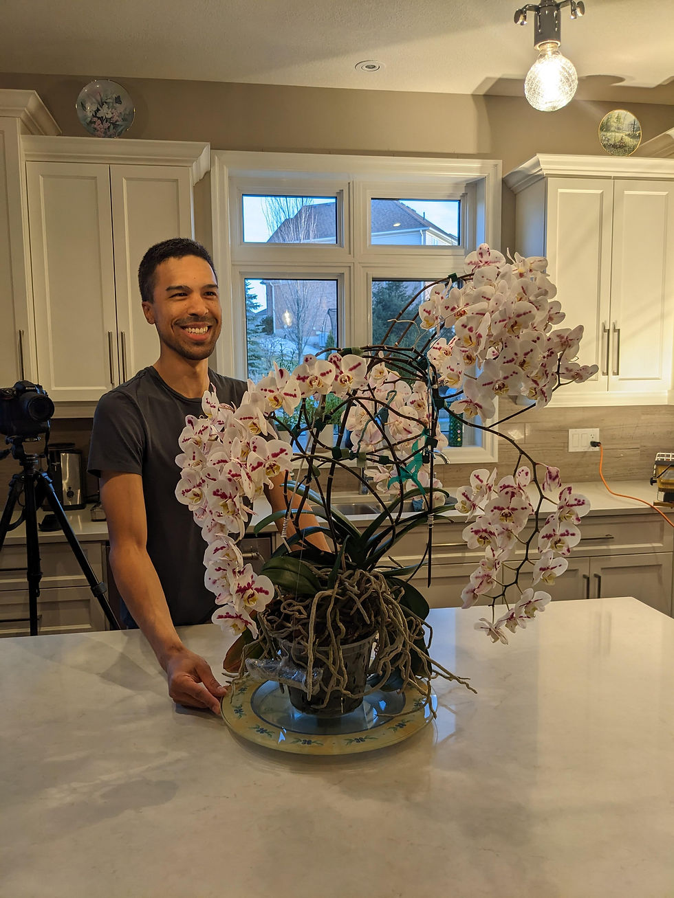 Most flowers on an orchid plant (monopodial) Guinness World Records