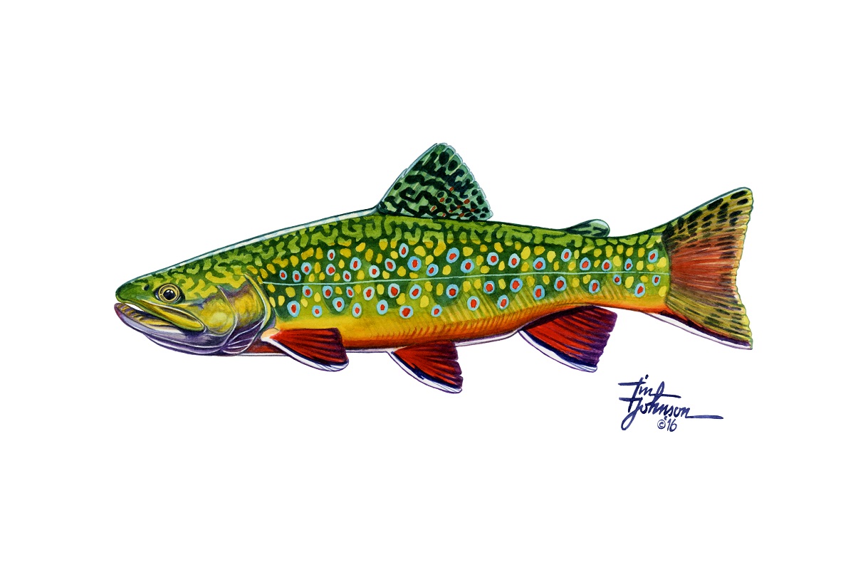 Tim Johnson Gallery| Fly Fishing Artwork| Fish Painting| Trout Artwork