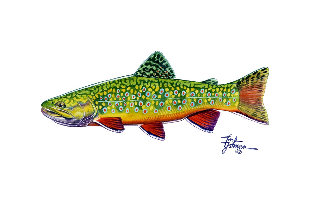 HUSH Brookie | Tim Johnson Gallery