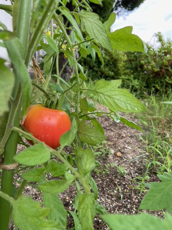 もうすぐ収穫です！