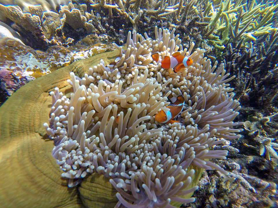 Port Barton Palawan: Island Hopping Tours & Activities | El Nido ...