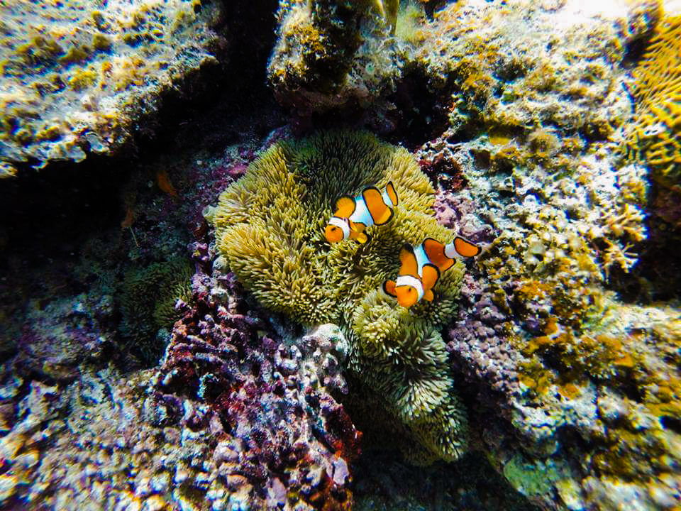 Port Barton Palawan: Island Hopping Tours & Activities | El Nido ...