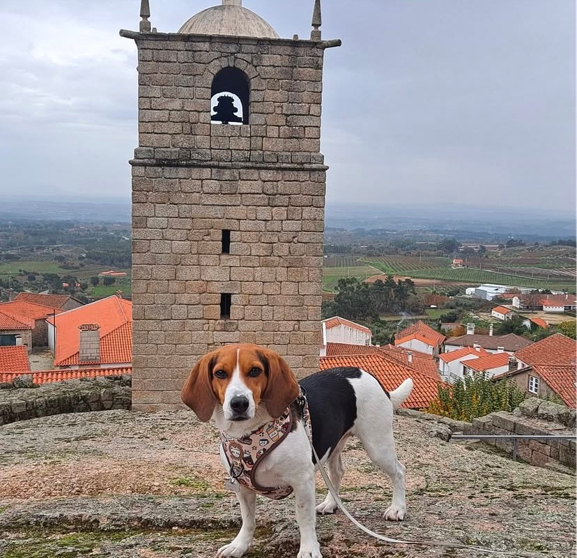 Descubra Portugal com o seu pet 🐾 Castelo Novo