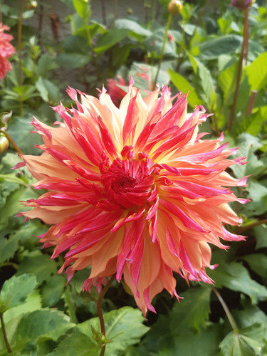 Buy Dahlia Myrtle's Folly Cutting Raised Plant | Dachshund Dahlias