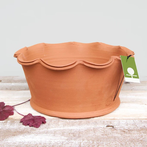 Terracotta Shallow Scalloped Pot | shellonearth