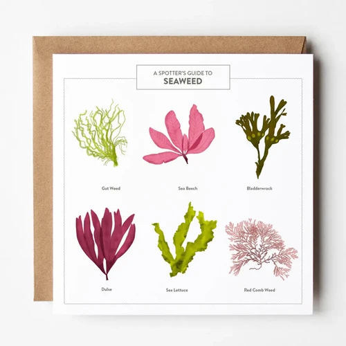 Seaweed - Blank Greetings Card | shellonearth