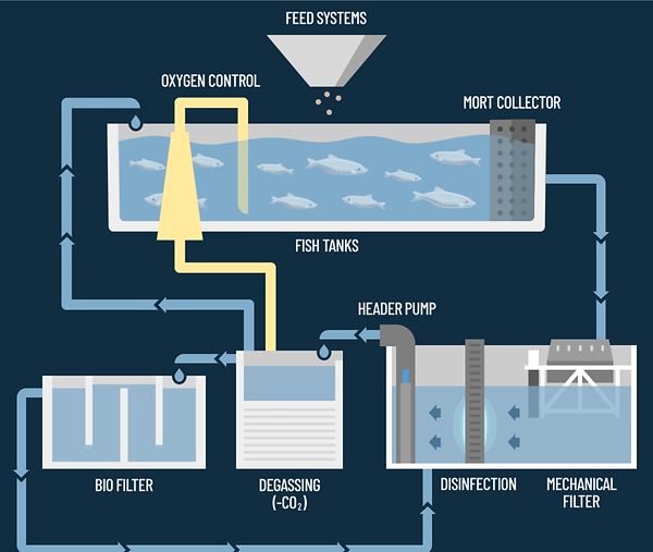 RAS | Aqua Production Systems