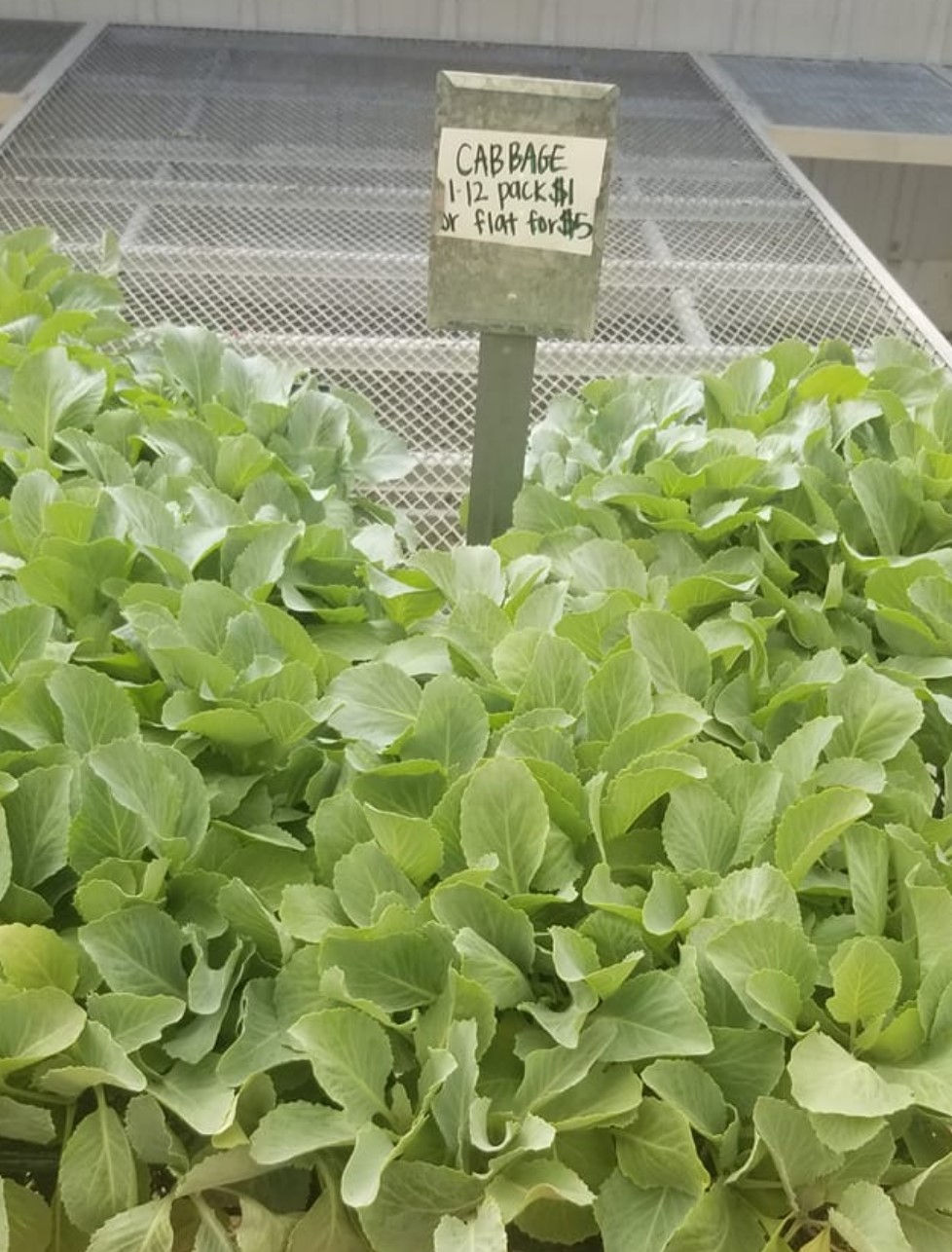 Vegetables | Kalbert's