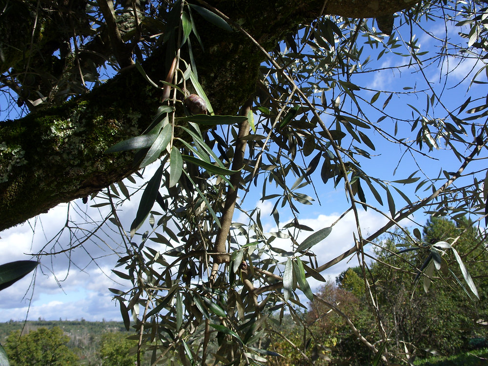 Why an Olive Branch Is Sign of Peace