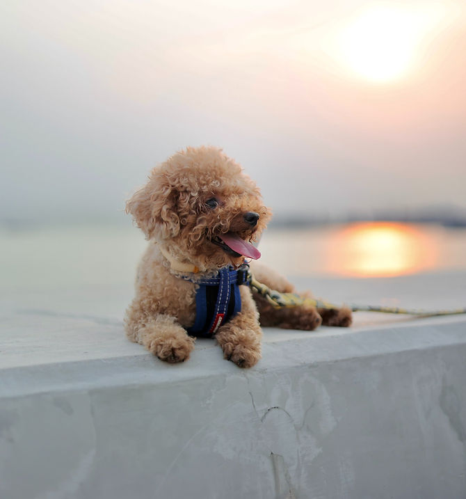 Pocket Paws | puppies | 6 Belltop Court, Helensvale QLD, Australia