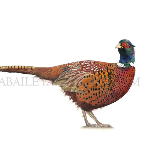 ‘The Gentleman II’ Limited Edition Print | Lydia Bailey Artwork