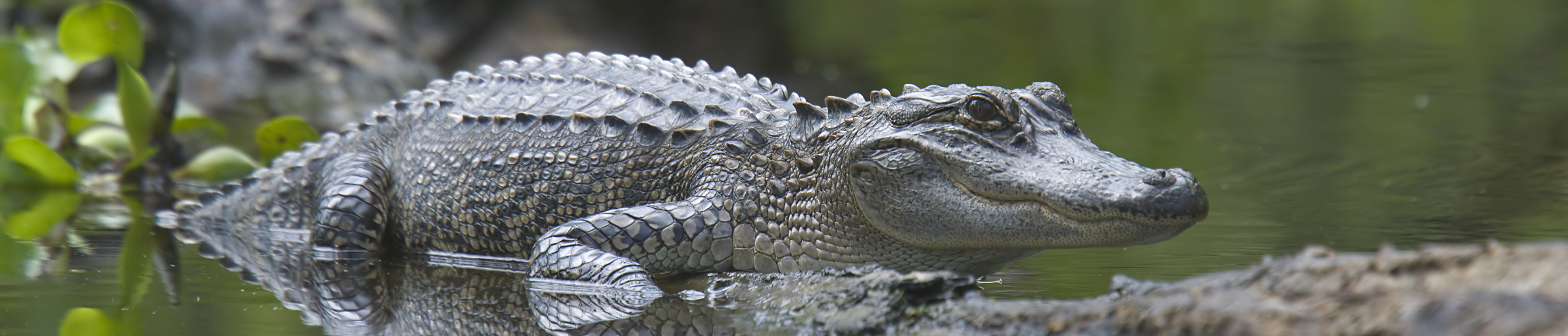 McGee's Louisiana Swamp & Airboat Tours