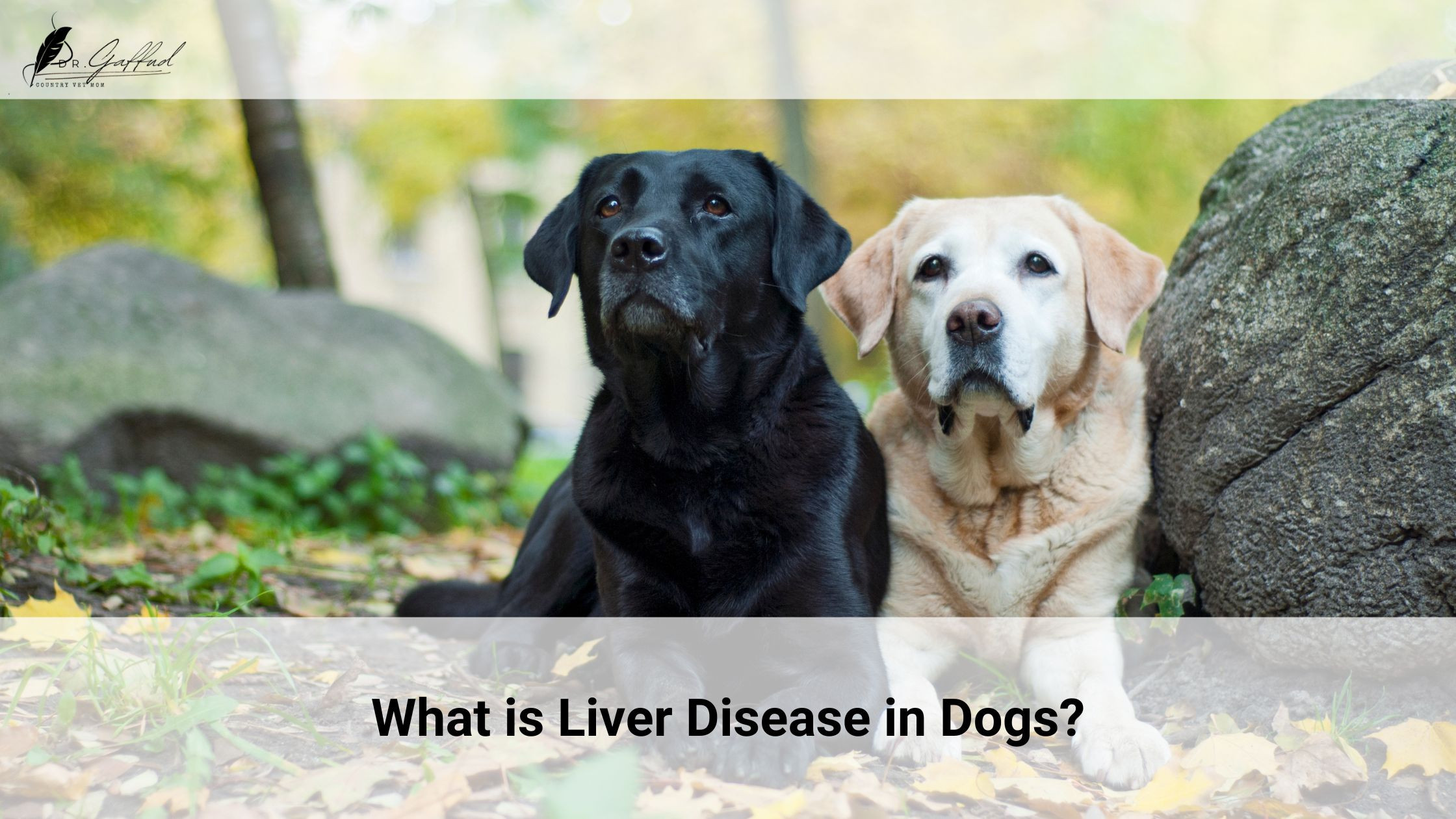 Liver Disease in Dogs: Types, Causes, Symptoms, Risks, and Holistic Care