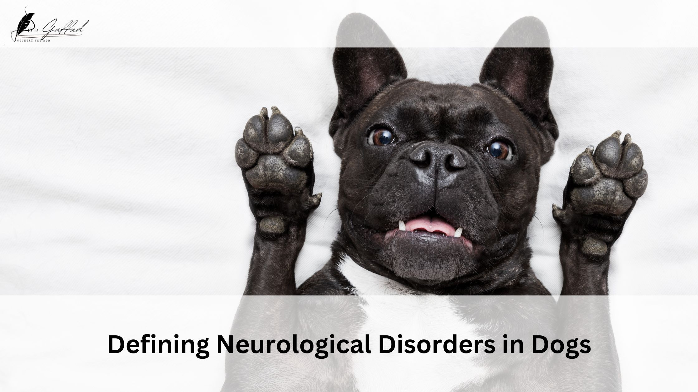 Common Neurological Disorders in Dogs: Causes, Symptoms, and Holistic Care