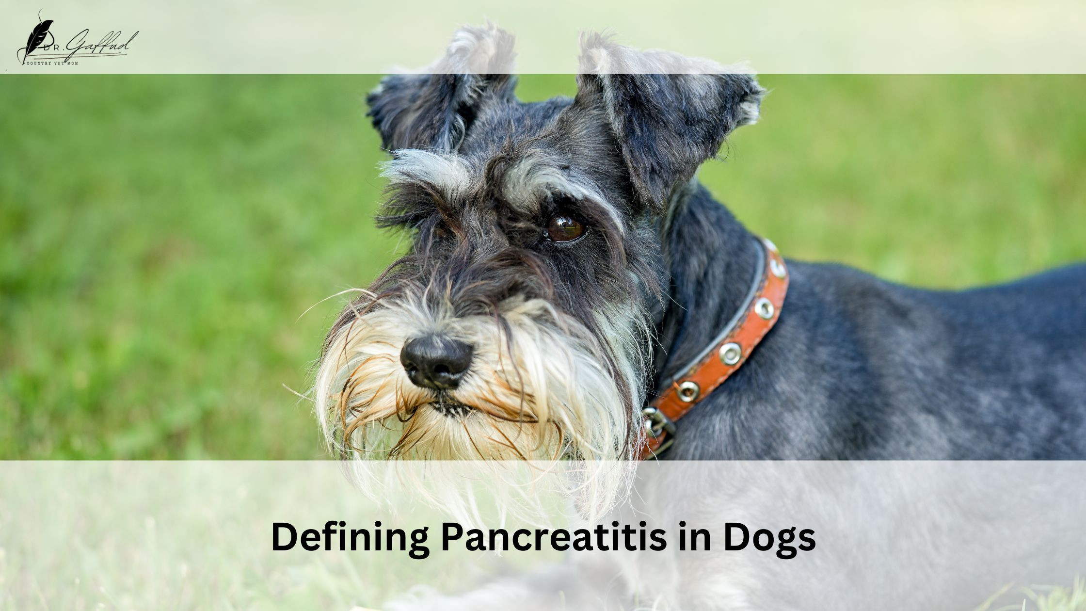 Pancreatitis in Dogs: Causes, Symptoms, Diagnosis, and Holistic Care