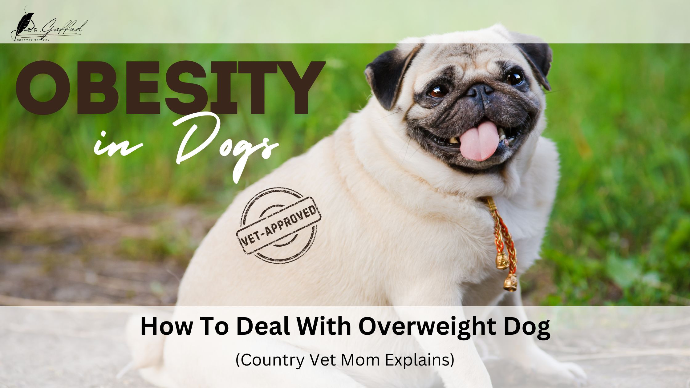 Obesity In Dogs: How To Deal With Overweight Dog