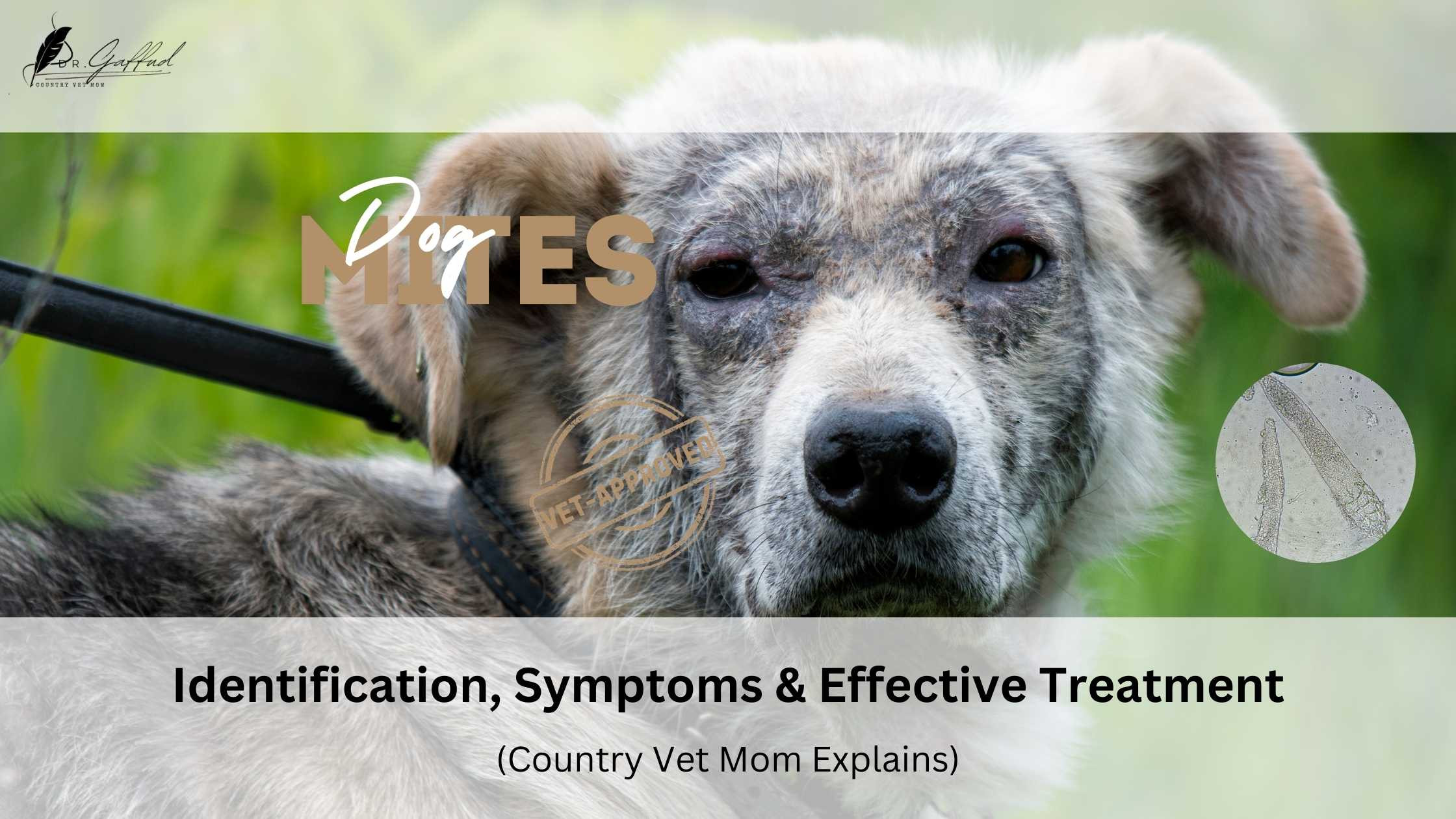 Mites on Dogs: Identification, Symptoms, and Effective Treatment | Dr ...