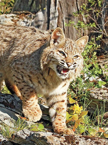 Bobcat Hunt | WILD EYEZ OUTFITTERS | UT