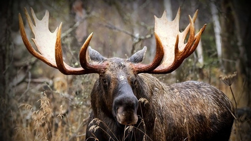 Trophy Bull Moose Hunt | WILD EYEZ OUTFITTERS | UT