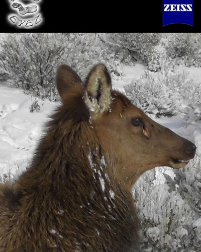 Antlerless Elk Guide Service