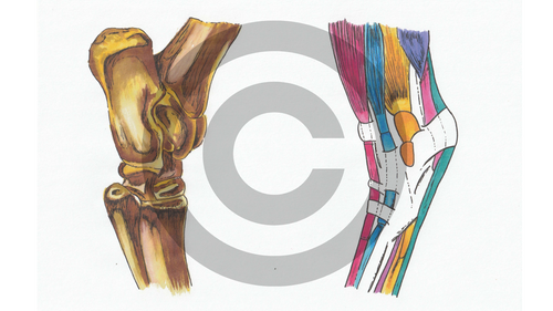 Anatomy poster - Hock | Equiflexx Therapy