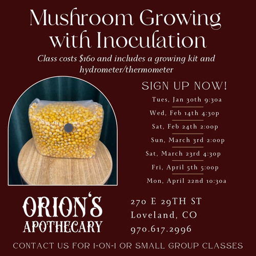 Mushroom Growing with Inoculation | Orion's Apothecary
