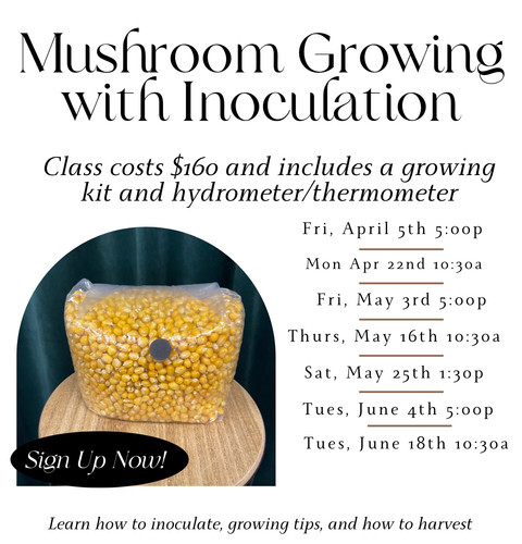 Mushroom Growing with Inoculation | Orion's Apothecary