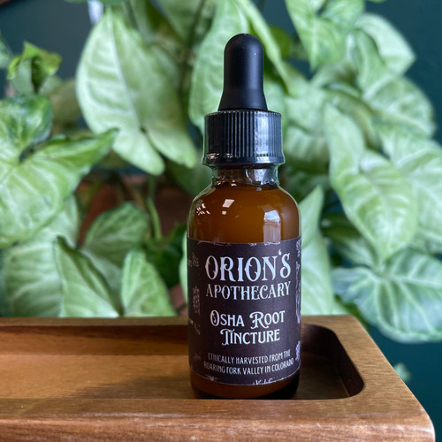 Osha Root Tincture | Orion's Apothecary