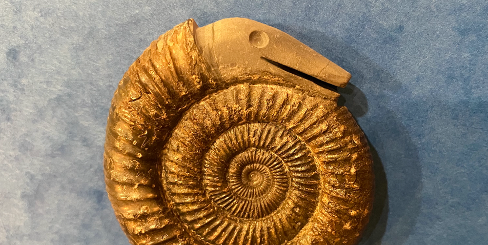 Whitby’s "Snakestones" and the legend of St.Hilda