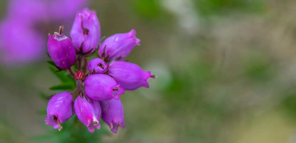 Understanding Yorkshire’s stunning heather moorland…