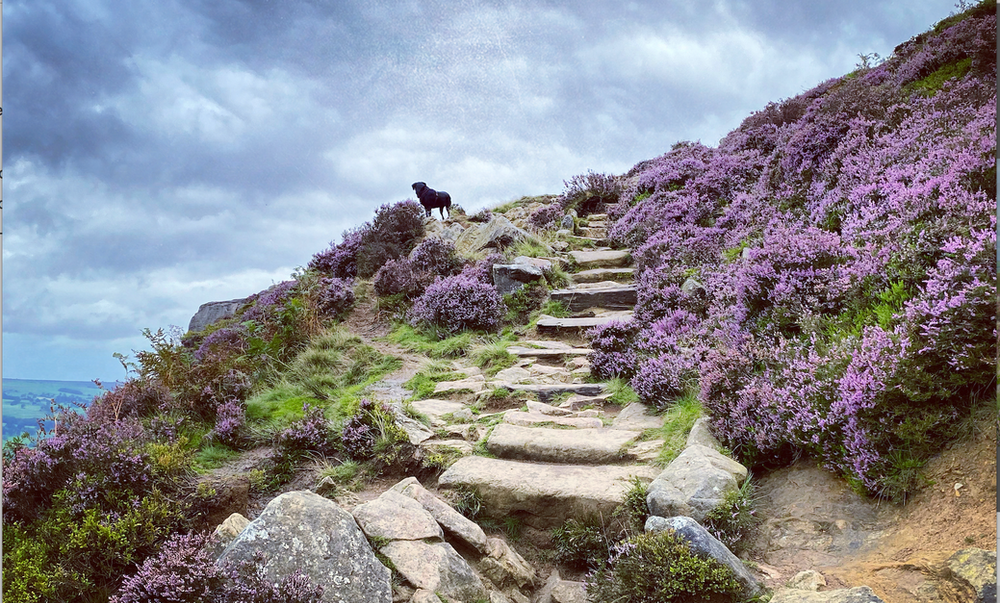 Understanding Yorkshire’s stunning heather moorland…