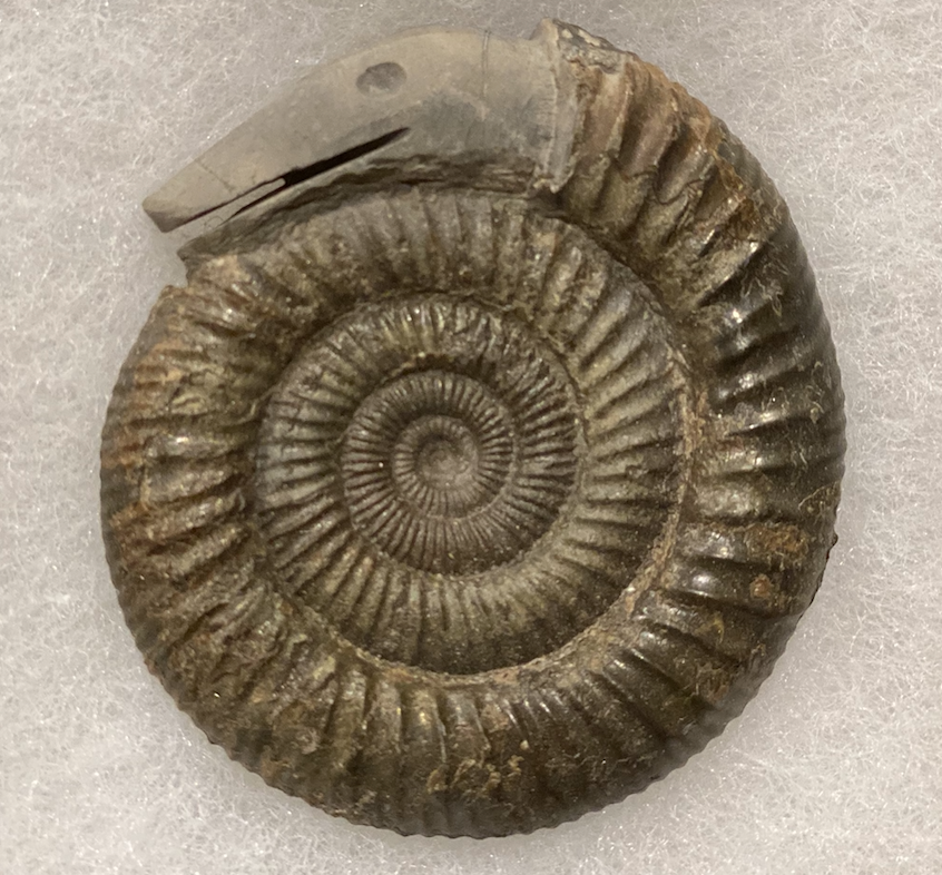 Whitby’s "Snakestones" and the legend of St.Hilda