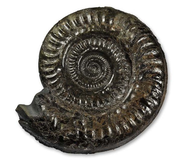 Whitby’s "Snakestones" and the legend of St.Hilda