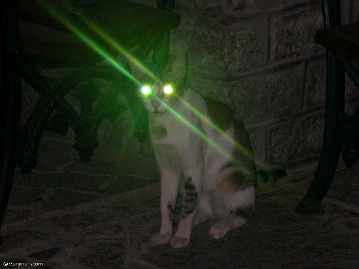 Percy Shaw – the Yorkshire inventor of the “Cat’s Eye”