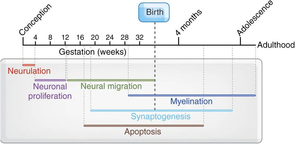 Principles of Neuroscience: Neural Development – Where It All Began