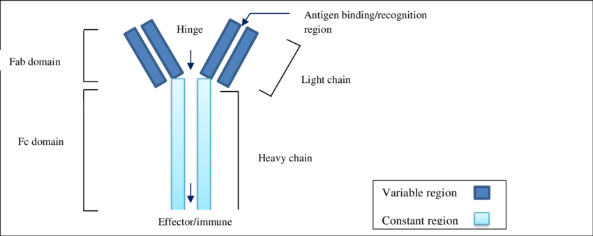 How Monoclonal Antibodies are Revolutionising Medicine
